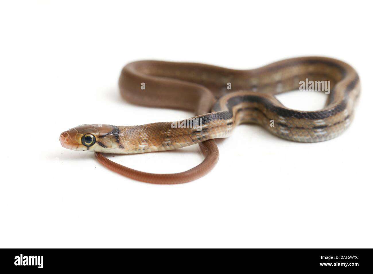 The radiated ratsnake, copperhead rat snake or copper-headed trinket ...