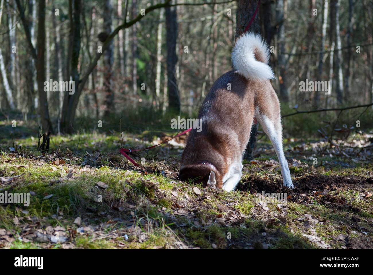 Husky dog digging hi-res stock photography and images - Alamy
