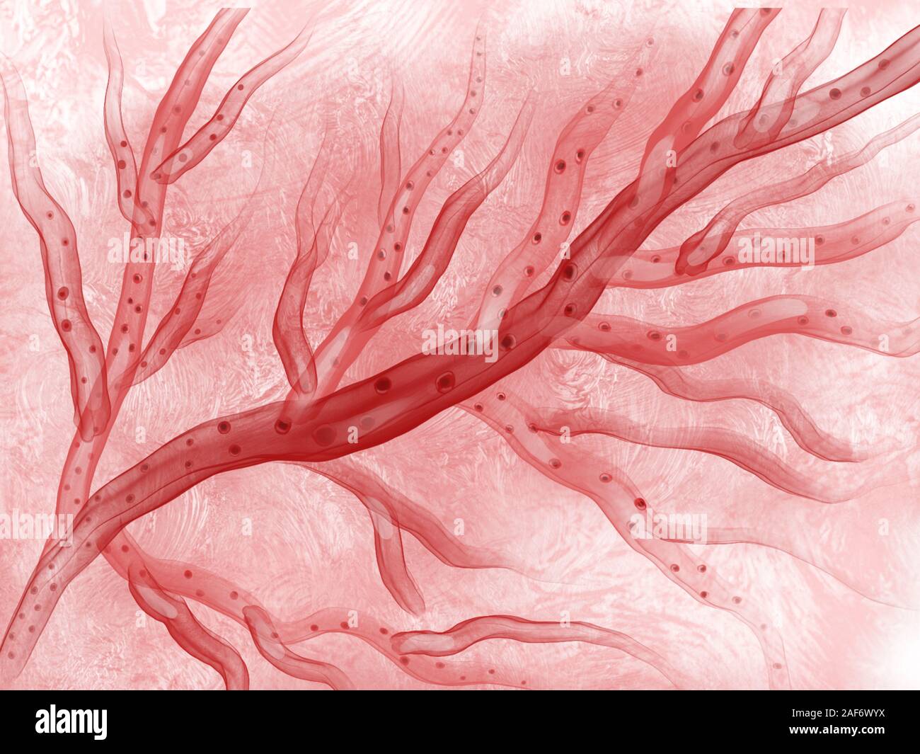 illustration of the capillary network and red blood cells Stock Photo ...