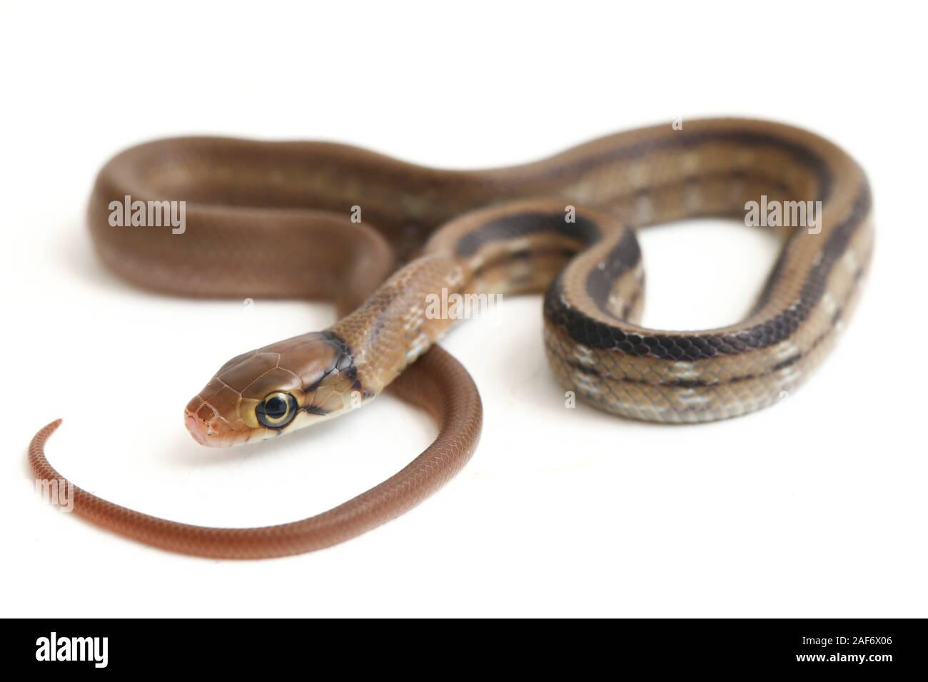 The radiated ratsnake, copperhead rat snake or copper-headed trinket ...