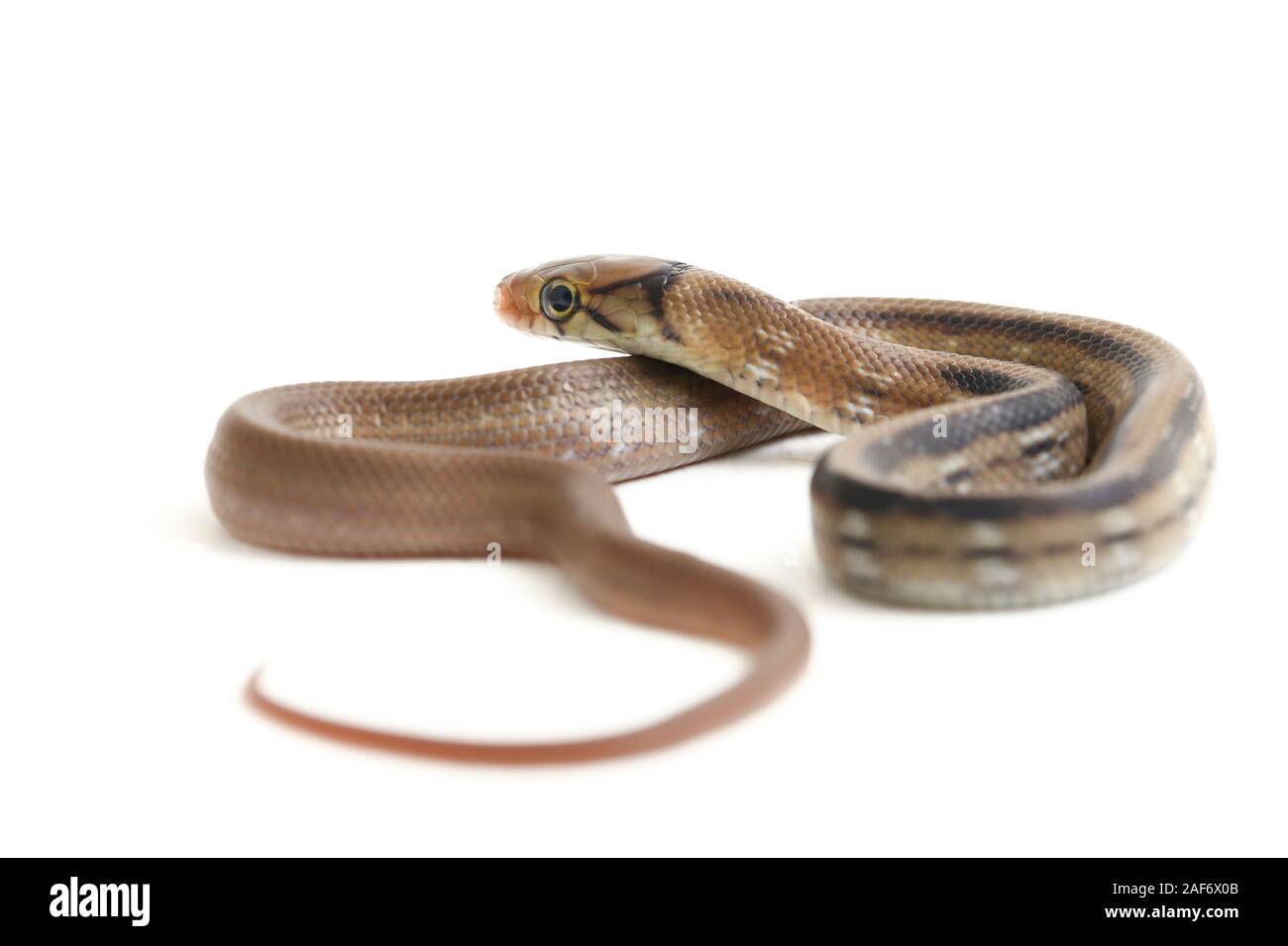The radiated ratsnake, copperhead rat snake or copper-headed trinket ...