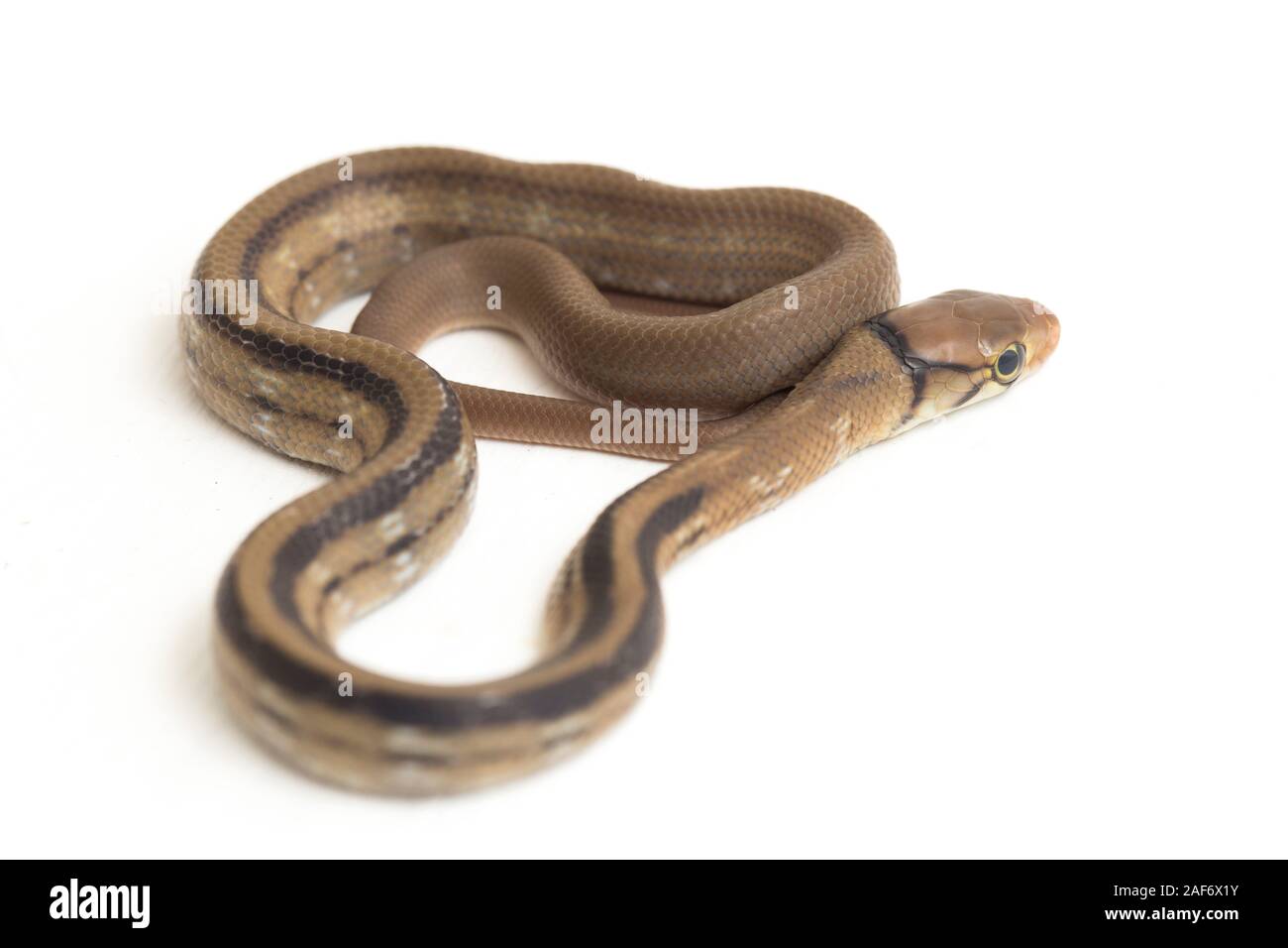 The radiated ratsnake, copperhead rat snake or copper-headed trinket ...