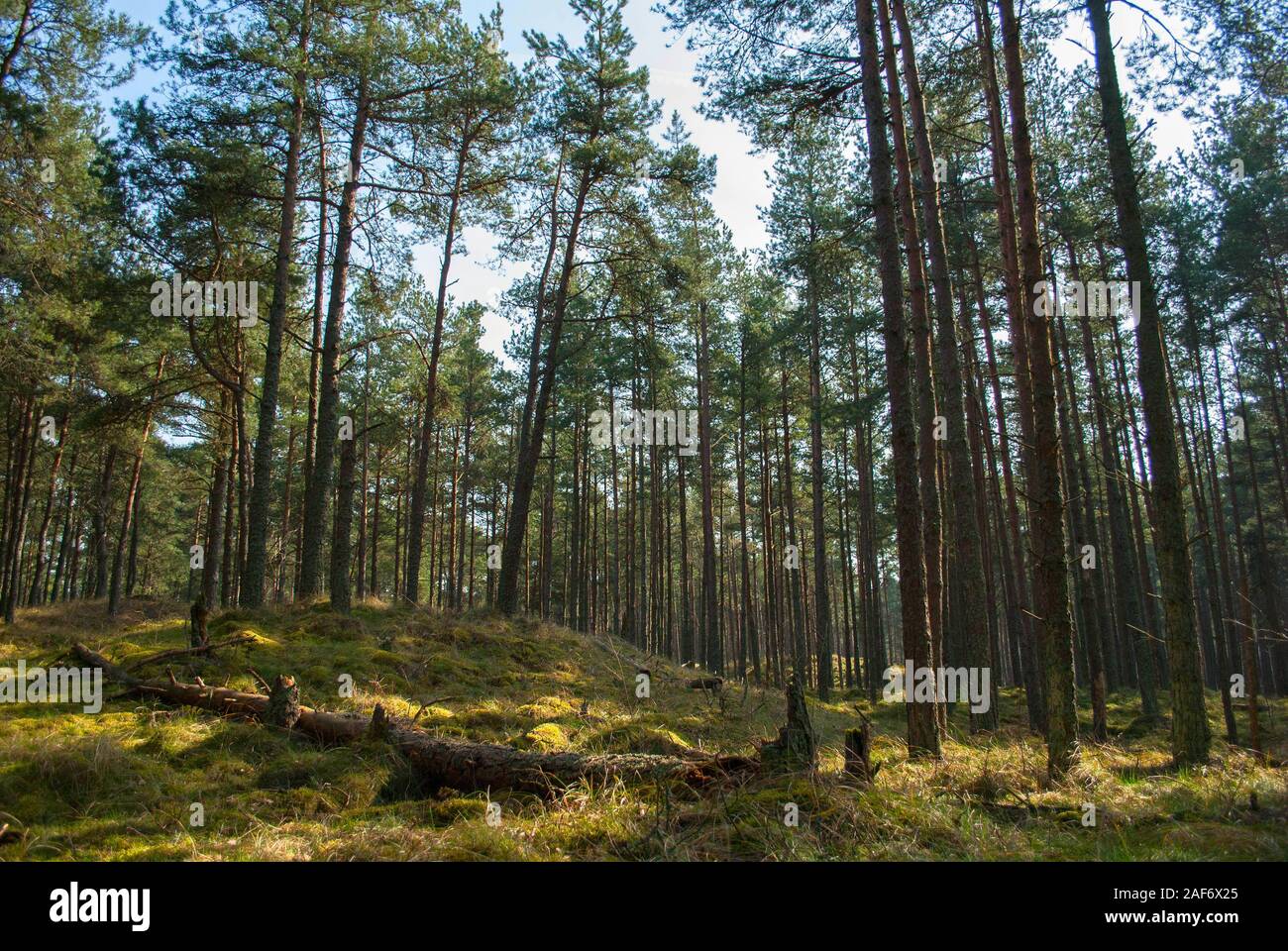 Conifers horizontal hi-res stock photography and images - Alamy