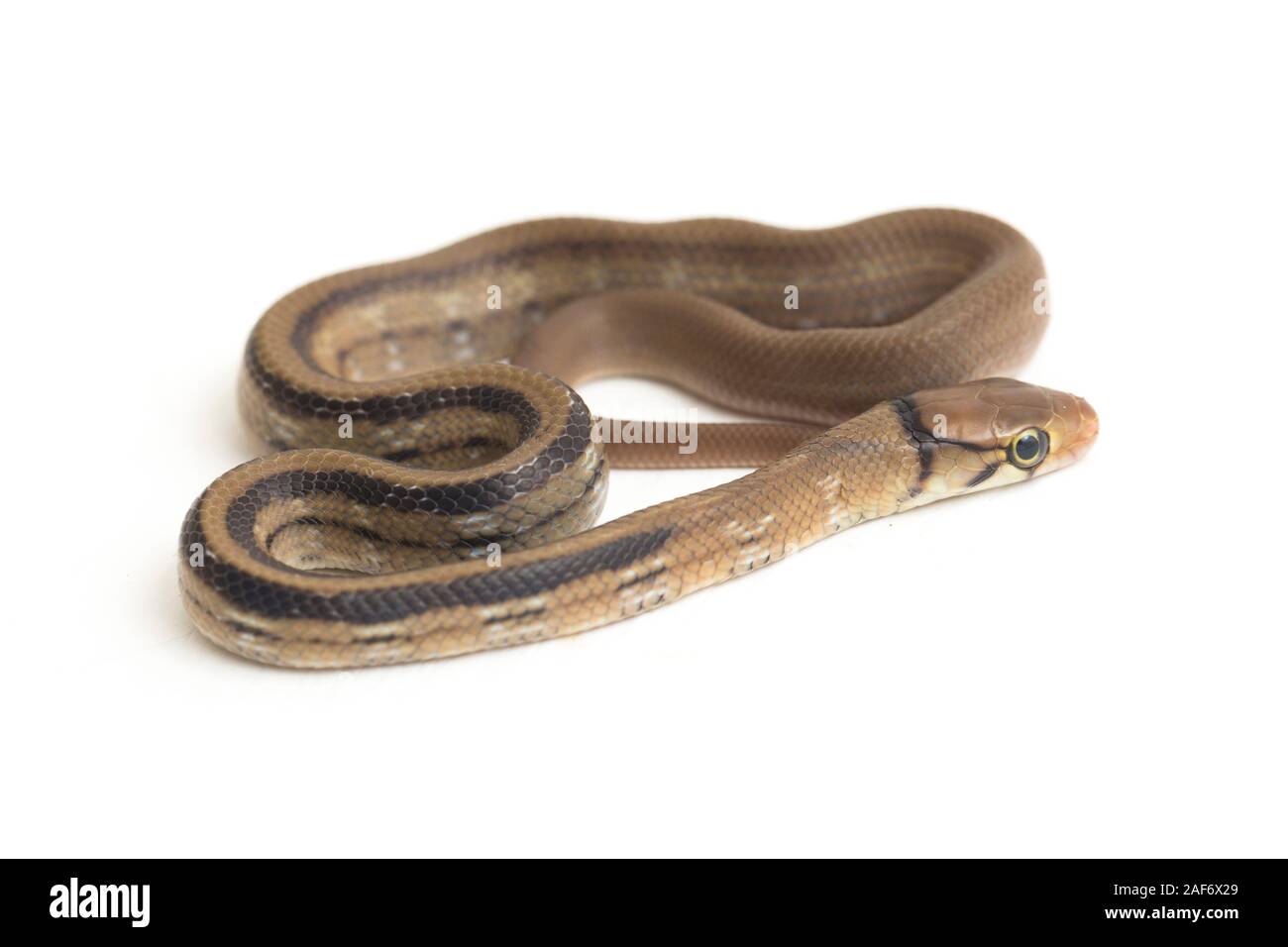 The radiated ratsnake, copperhead rat snake or copper-headed trinket ...