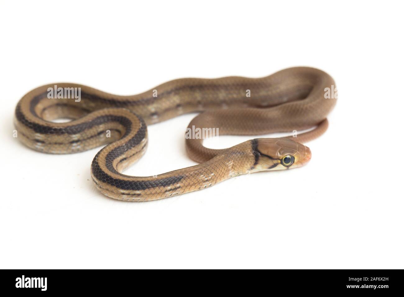 The radiated ratsnake, copperhead rat snake or copper-headed trinket ...