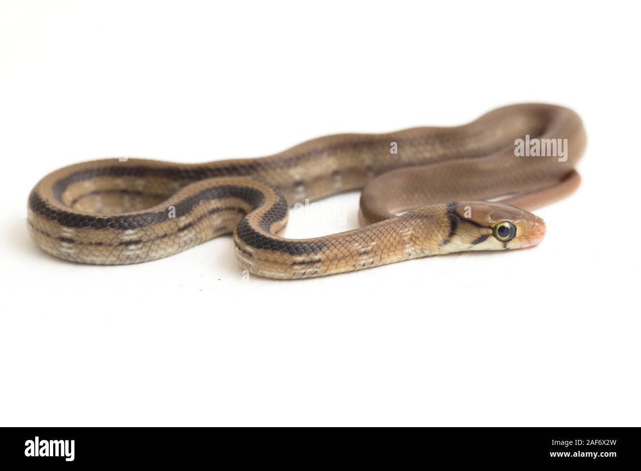The radiated ratsnake, copperhead rat snake or copper-headed trinket ...