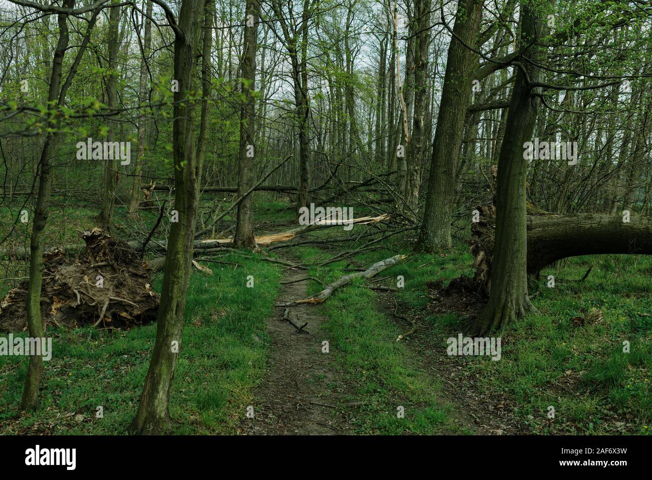 ordinary path through the forest with broken trees after heavy wind ...