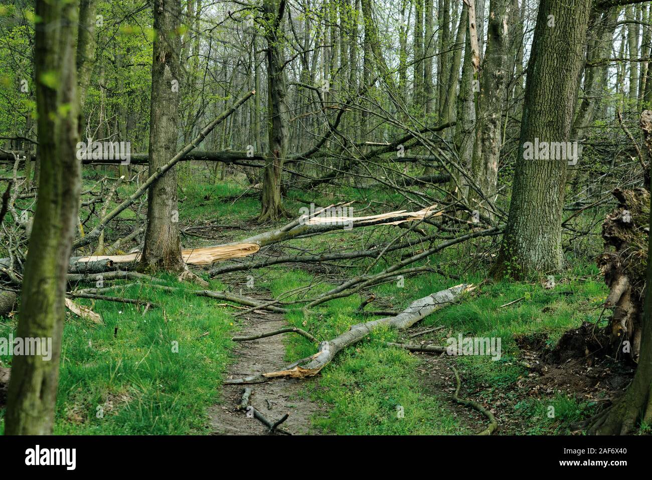 ordinary path through the forest with broken trees after heavy wind ...