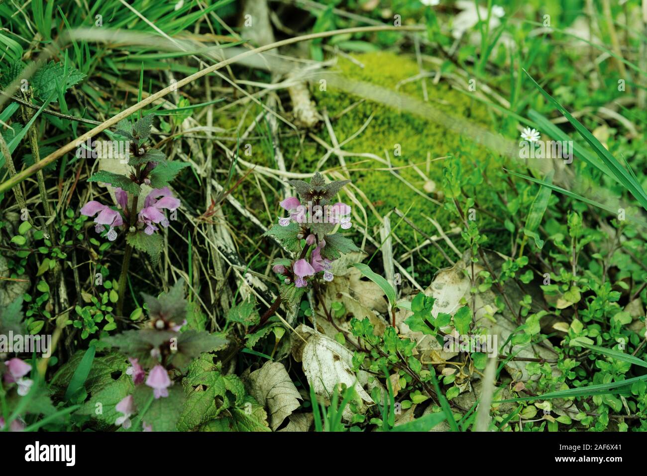 stroller left in the field, child lost Stock Photo - Alamy
