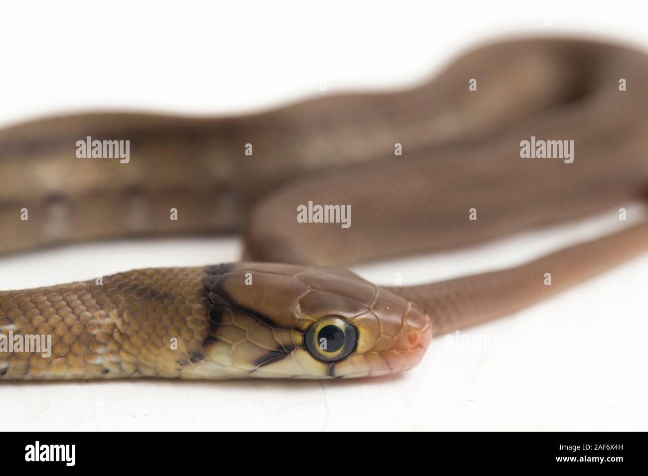 The radiated ratsnake, copperhead rat snake or copper-headed trinket ...