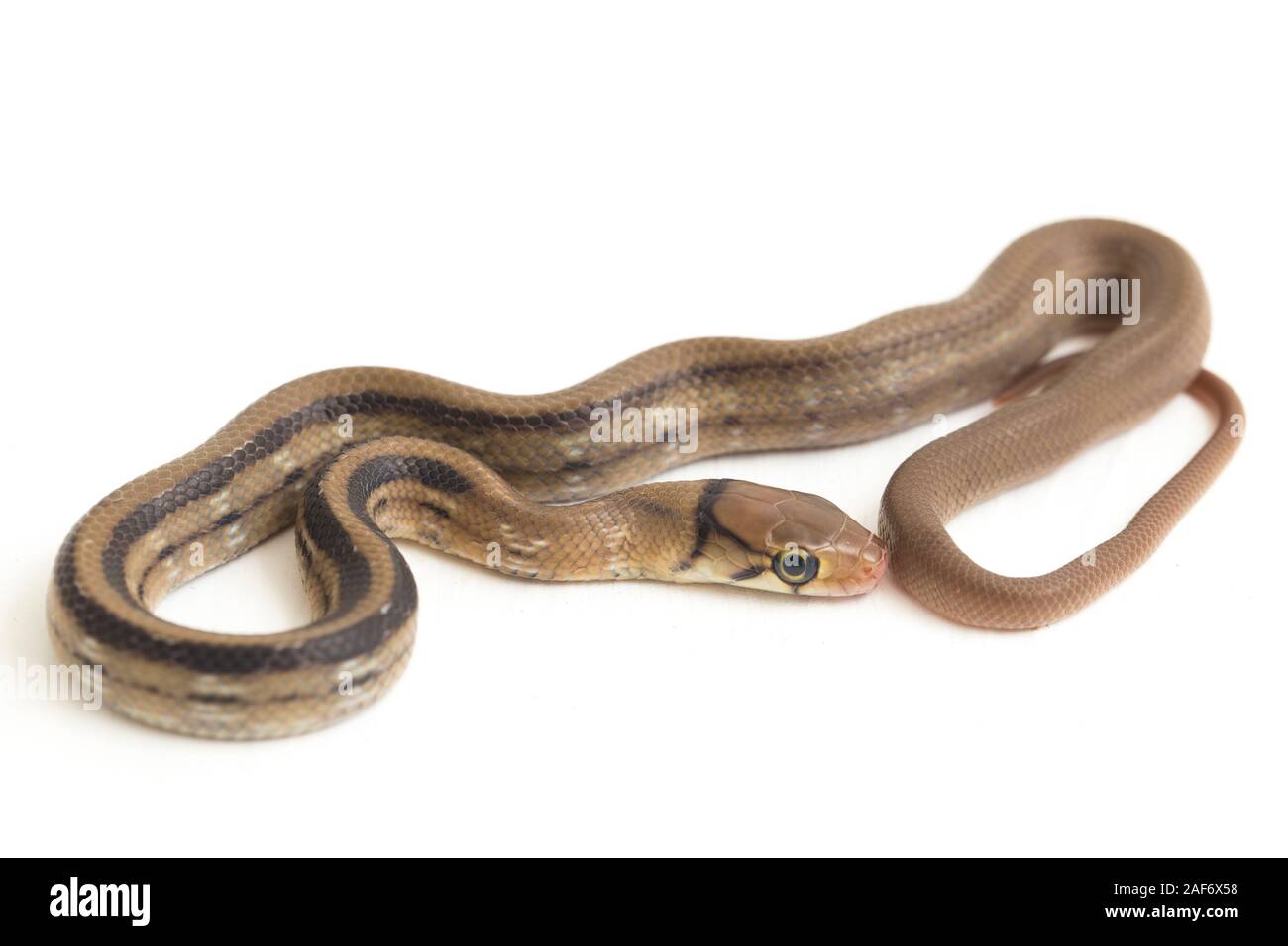 The radiated ratsnake, copperhead rat snake or copper-headed trinket ...