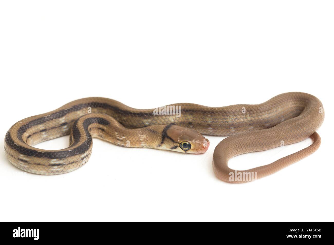 The radiated ratsnake, copperhead rat snake or copper-headed trinket ...