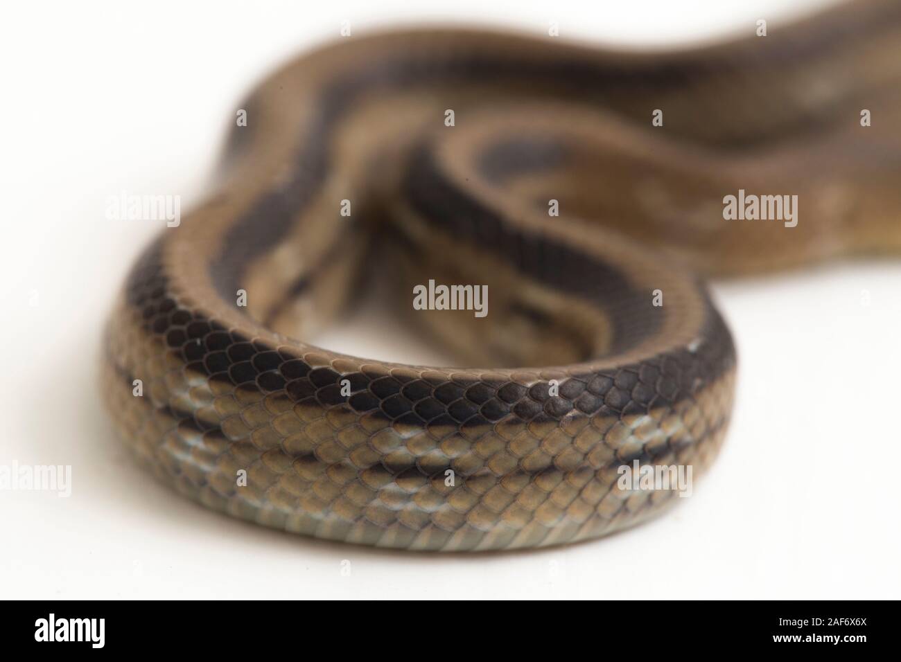 The radiated ratsnake, copperhead rat snake or copper-headed trinket ...