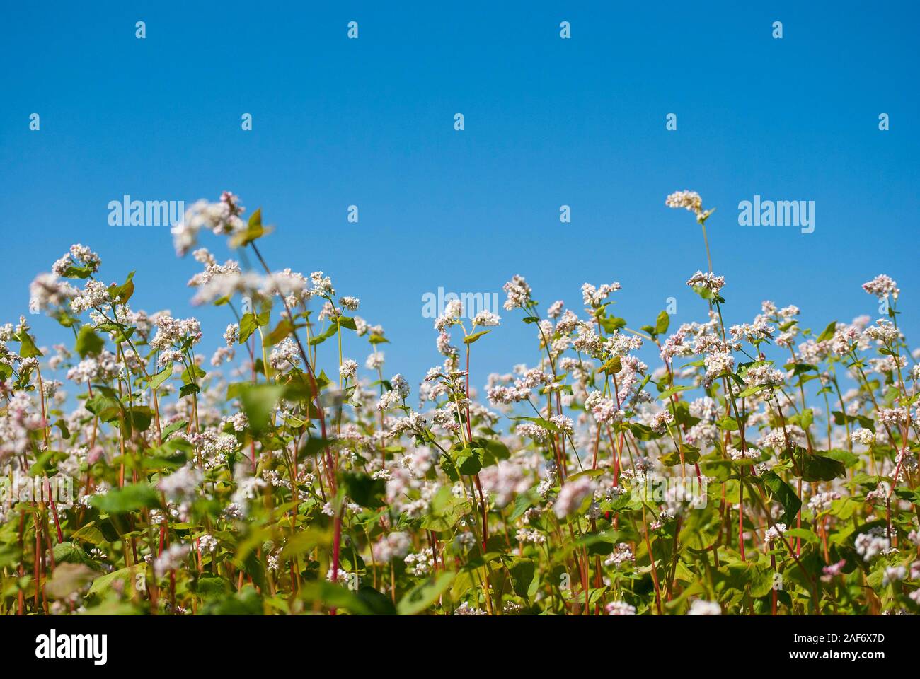 Buckwheat harvest hi-res stock photography and images - Alamy