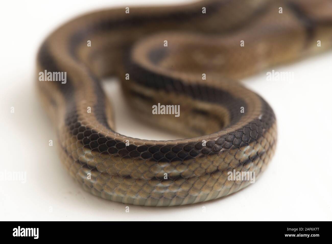 The radiated ratsnake, copperhead rat snake or copper-headed trinket ...
