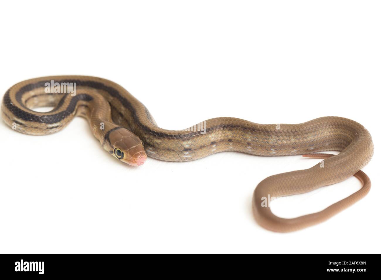 The radiated ratsnake, copperhead rat snake or copper-headed trinket ...