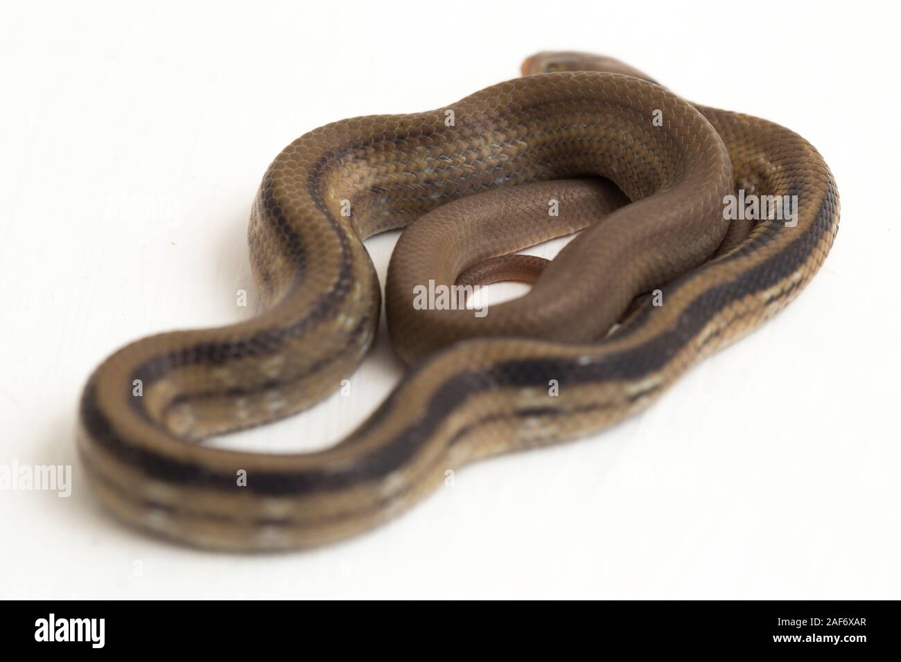 The radiated ratsnake, copperhead rat snake or copper-headed trinket ...