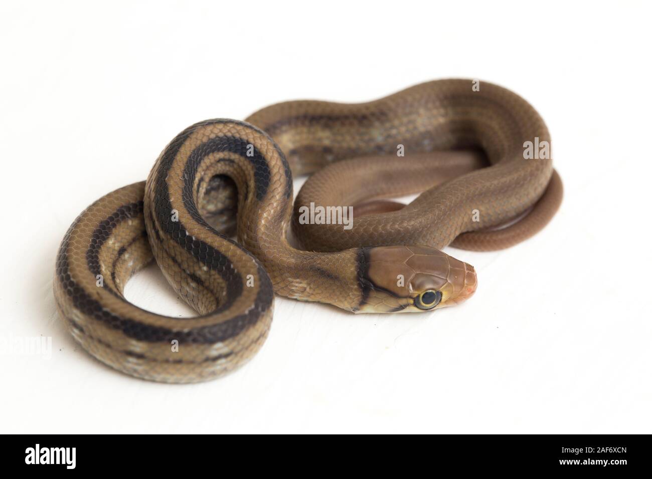 The radiated ratsnake, copperhead rat snake or copper-headed trinket ...
