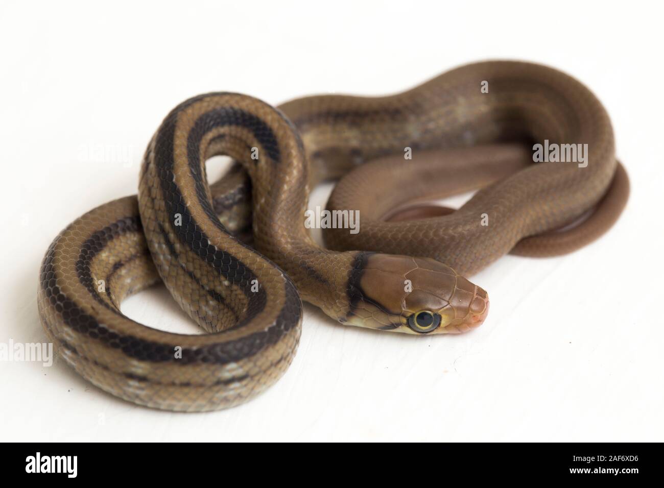 The radiated ratsnake, copperhead rat snake or copper-headed trinket ...