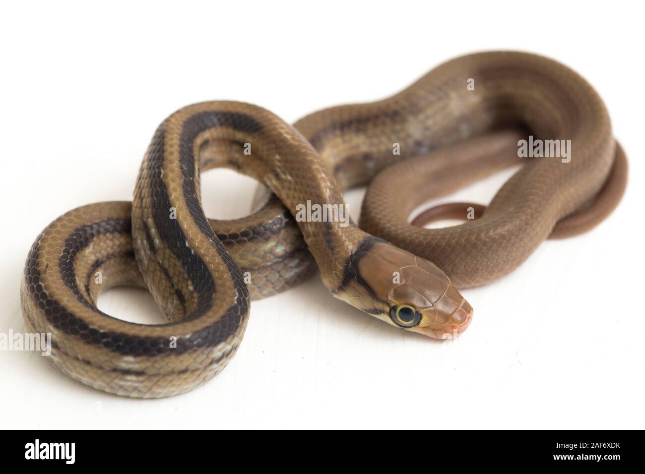 The radiated ratsnake, copperhead rat snake or copper-headed trinket ...