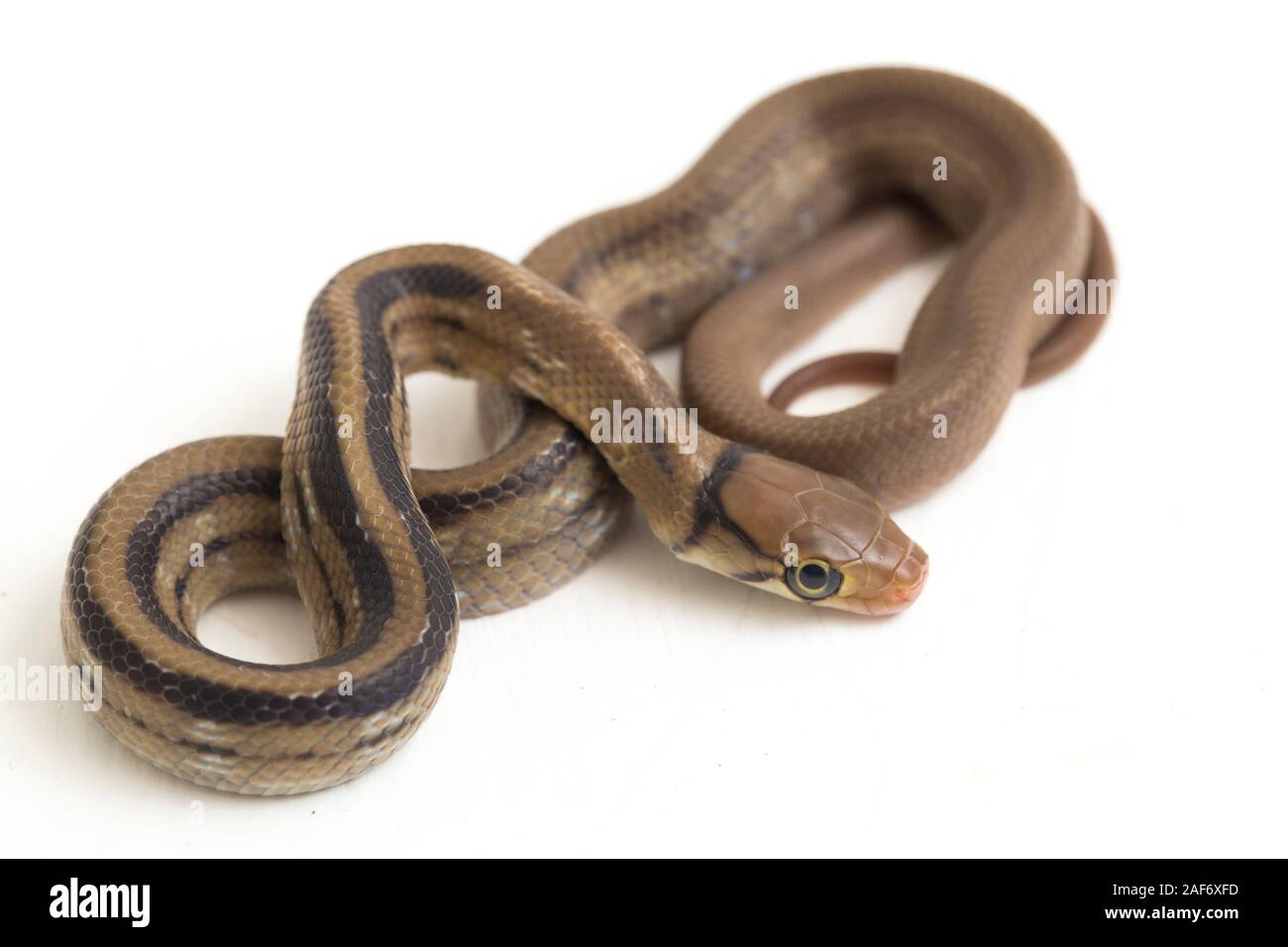 The radiated ratsnake, copperhead rat snake or copper-headed trinket ...