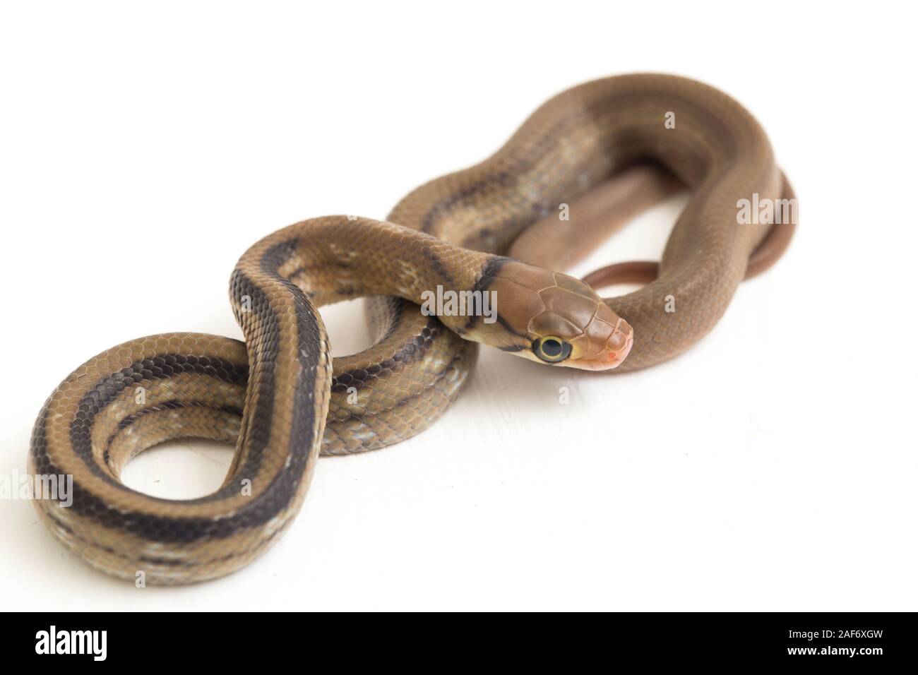 The radiated ratsnake, copperhead rat snake or copper-headed trinket ...