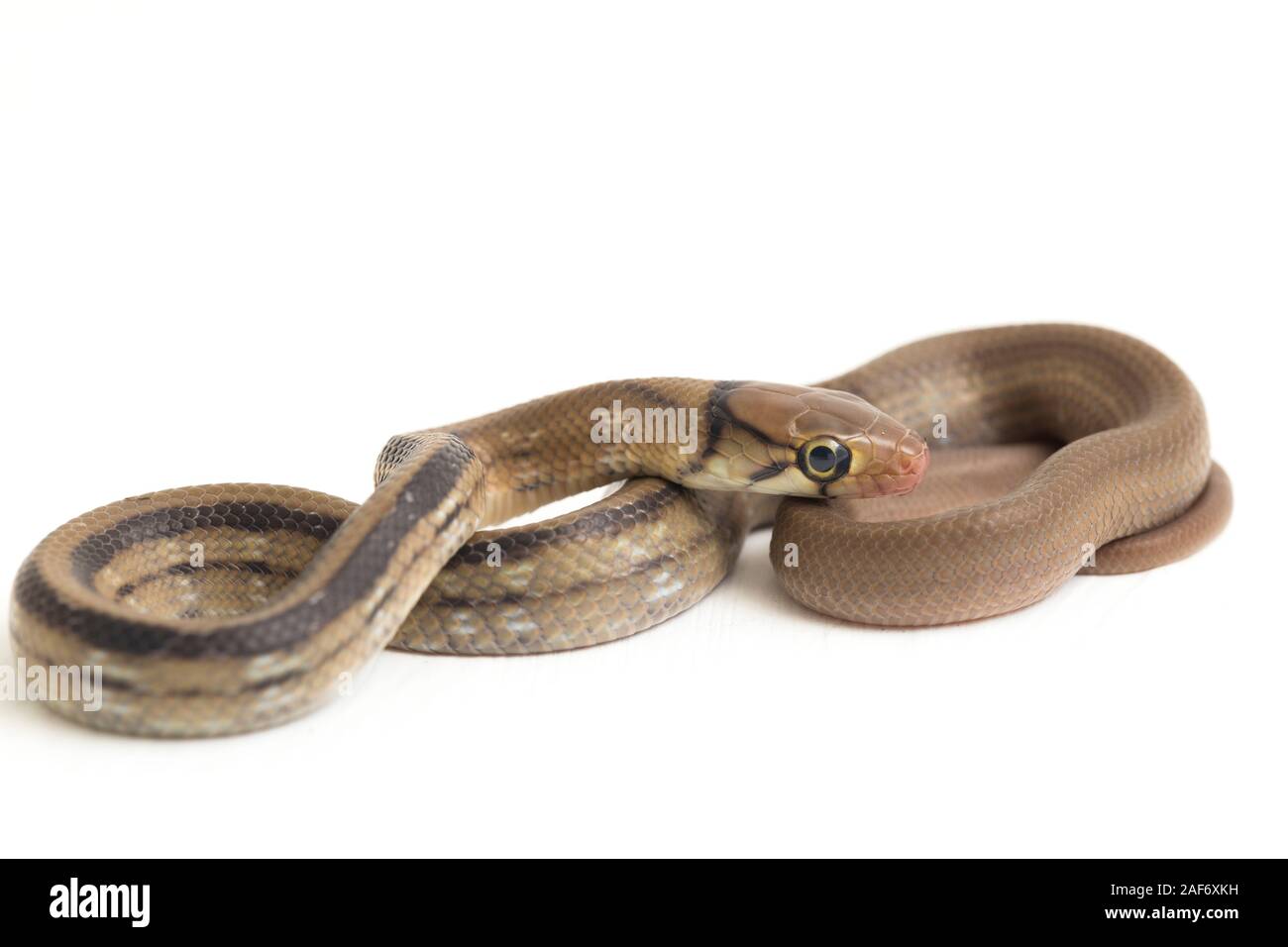 The radiated ratsnake, copperhead rat snake or copper-headed trinket ...