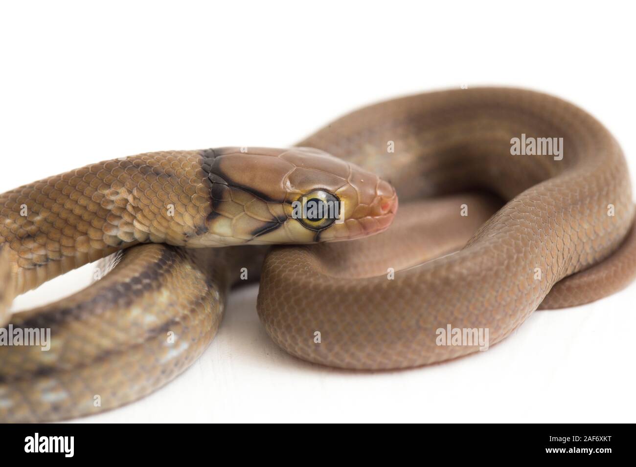 The radiated ratsnake, copperhead rat snake or copper-headed trinket ...