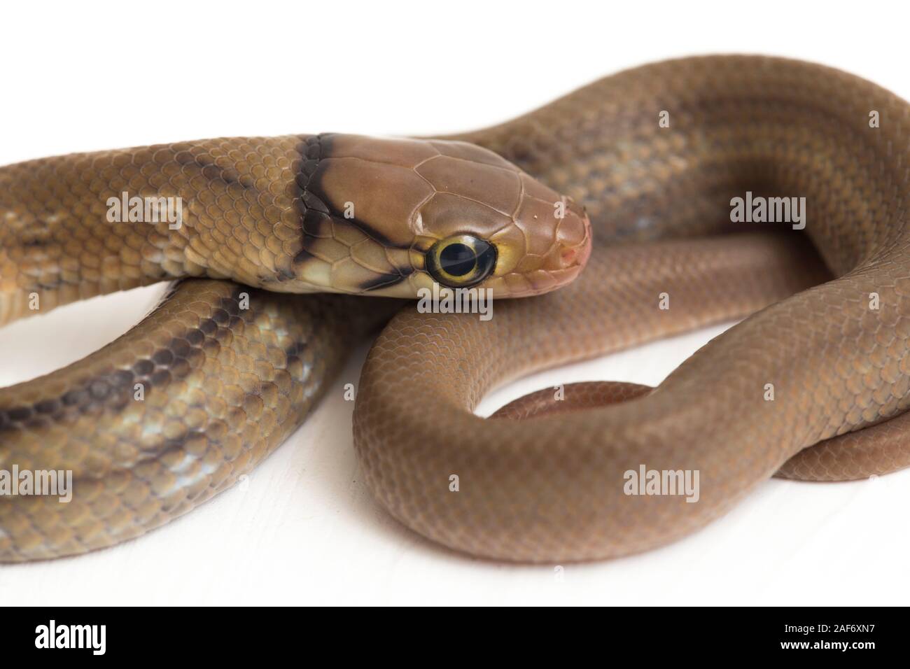 The radiated ratsnake, copperhead rat snake or copper-headed trinket ...