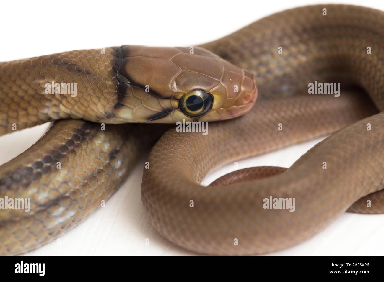 The radiated ratsnake, copperhead rat snake or copper-headed trinket ...