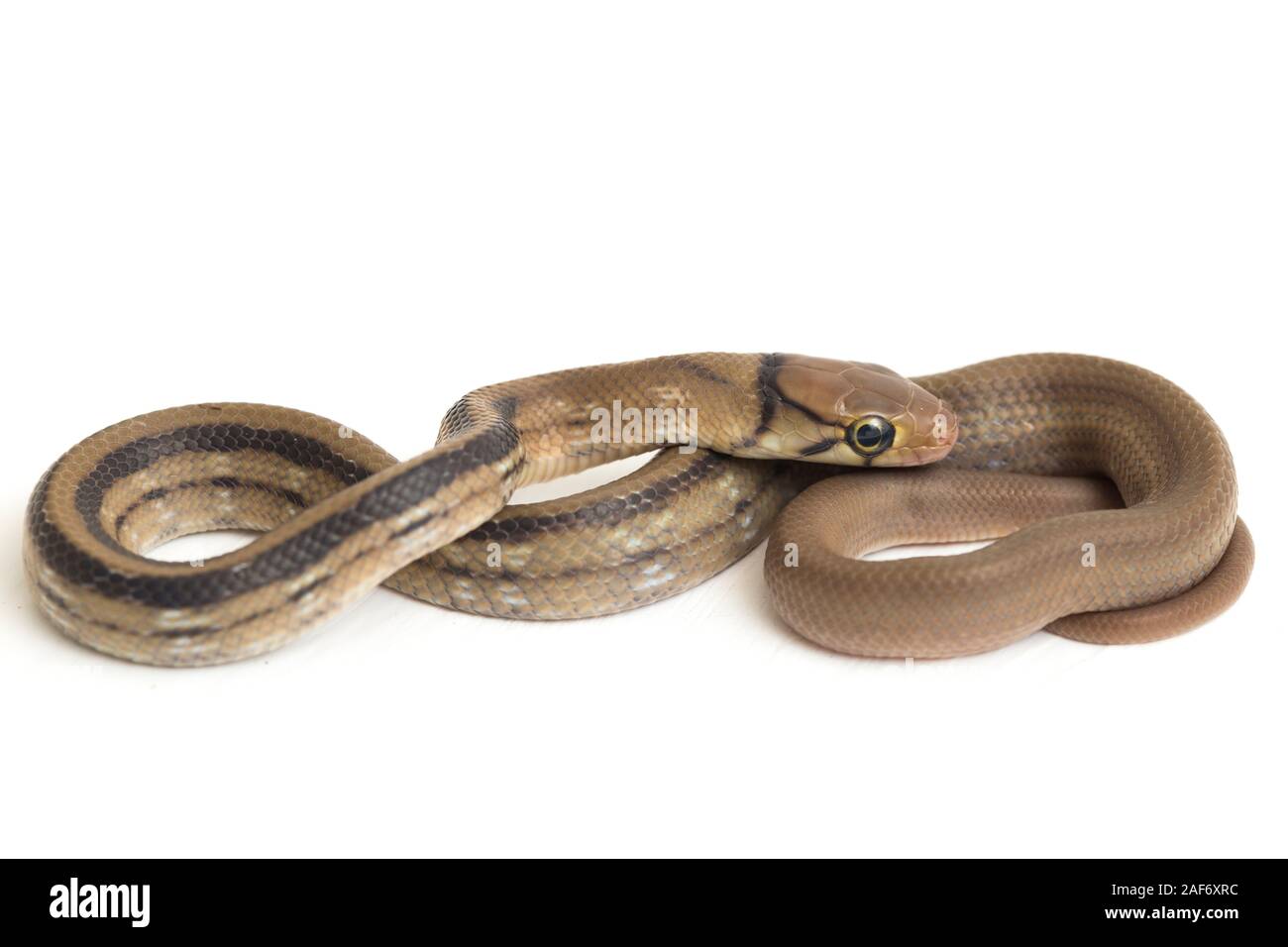 The radiated ratsnake, copperhead rat snake or copper-headed trinket ...