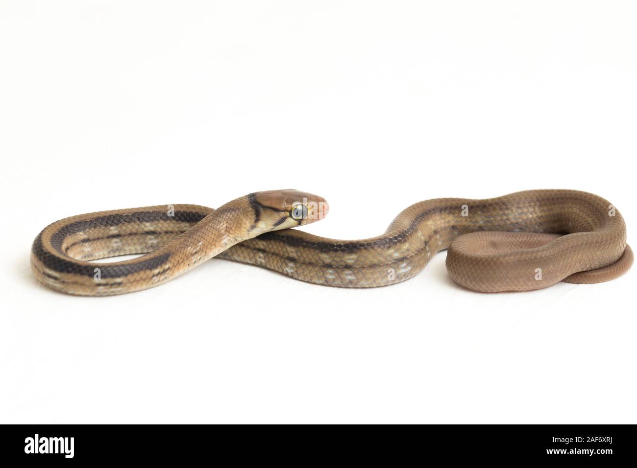 The radiated ratsnake, copperhead rat snake or copper-headed trinket ...