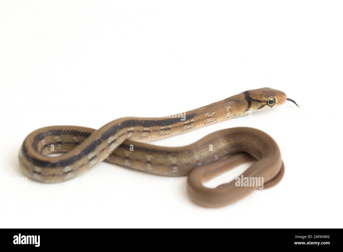 The radiated ratsnake, copperhead rat snake or copper-headed trinket ...