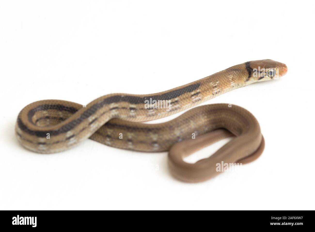 The radiated ratsnake, copperhead rat snake or copper-headed trinket ...