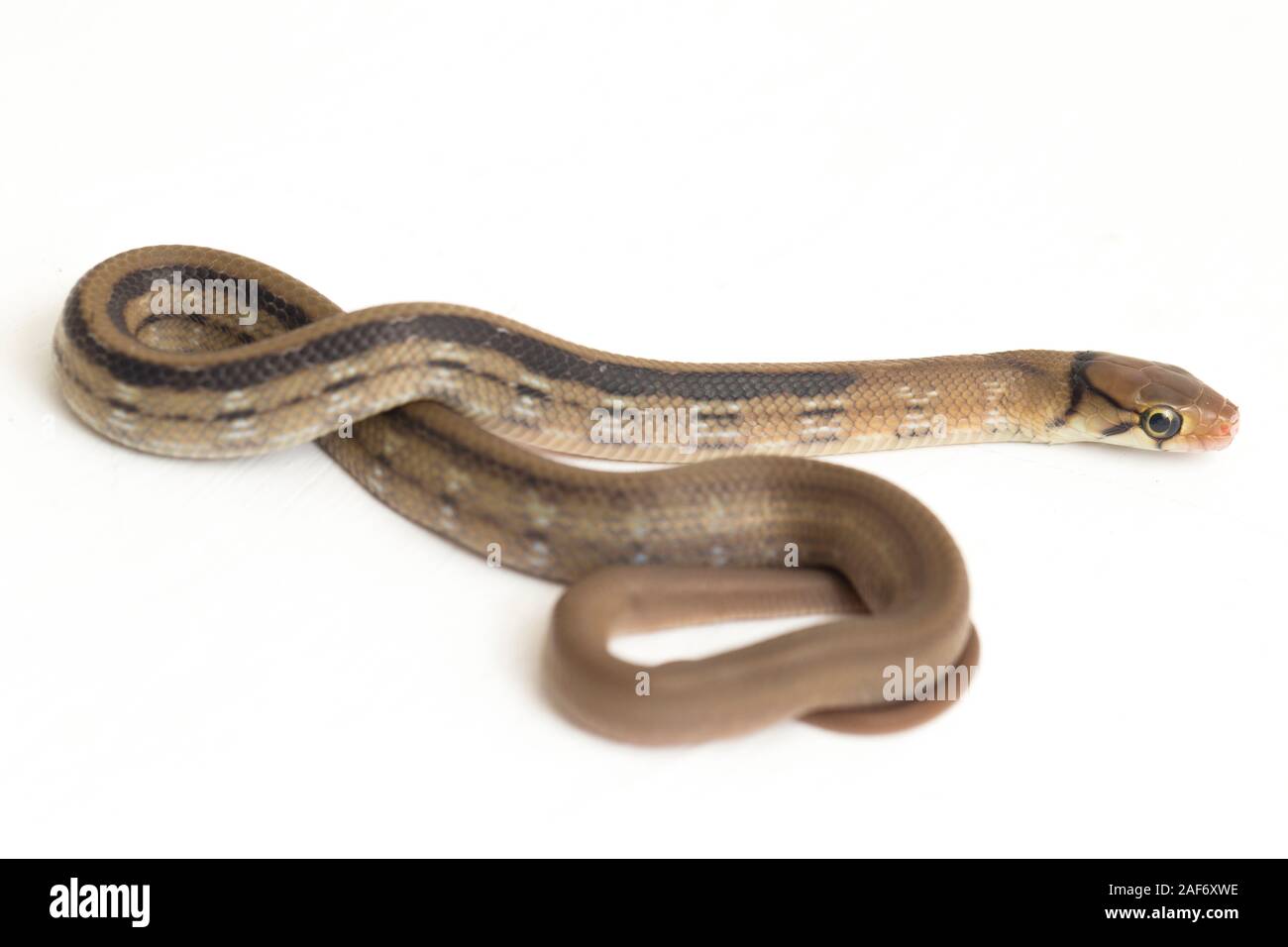 The radiated ratsnake, copperhead rat snake or copper-headed trinket ...