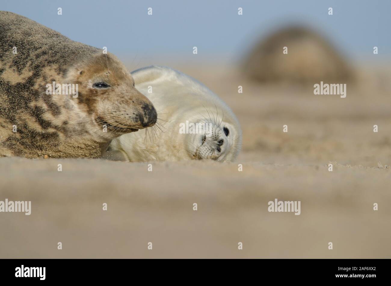 Grey Seals at Winterton on sea beach Stock Photo - Alamy
