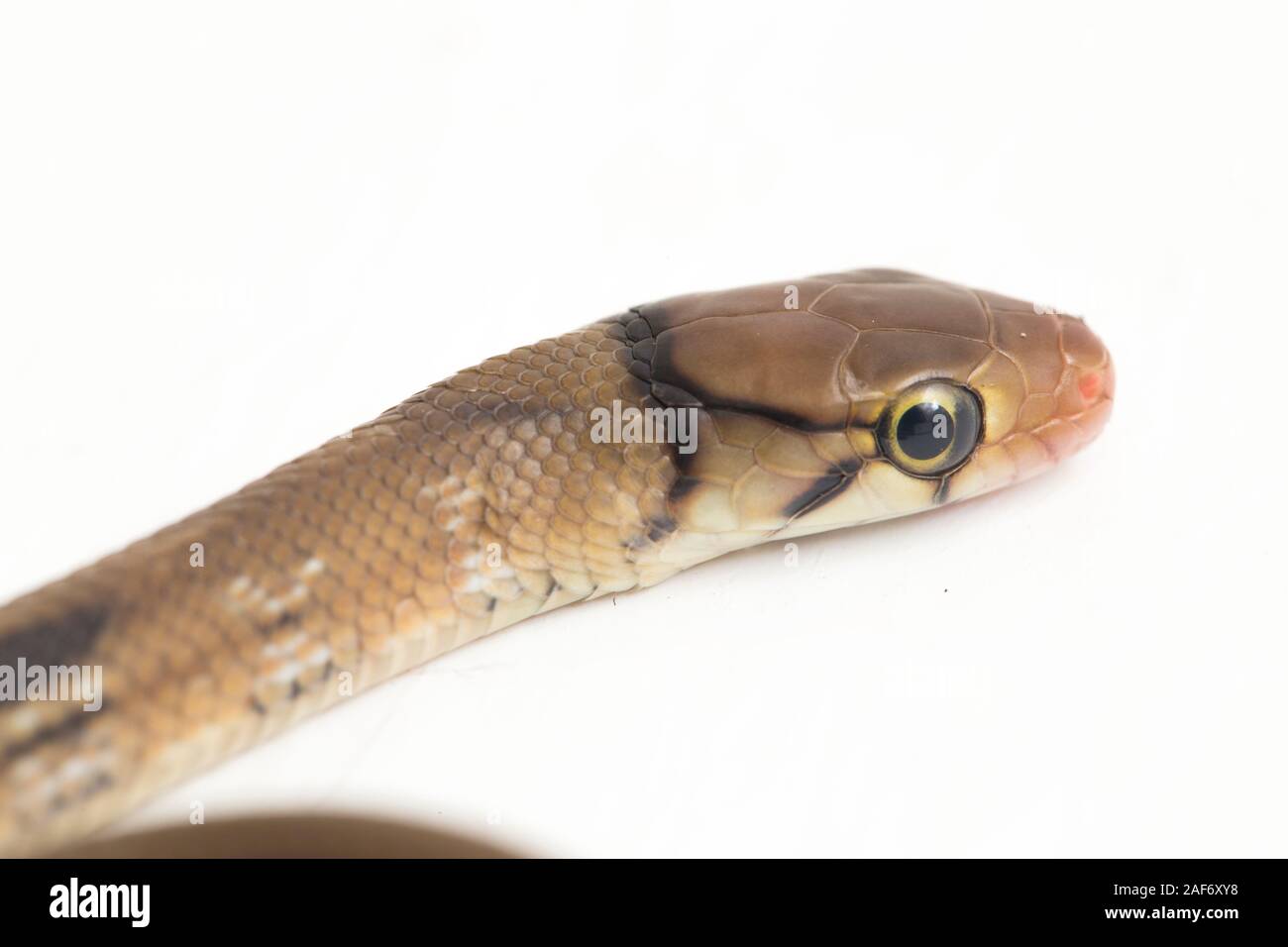 The radiated ratsnake, copperhead rat snake or copper-headed trinket ...