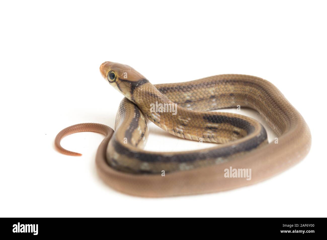 The radiated ratsnake, copperhead rat snake or copper-headed trinket ...
