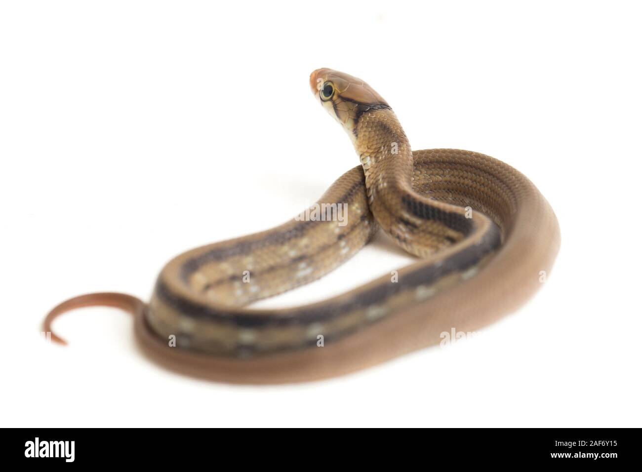 The radiated ratsnake, copperhead rat snake or copper-headed trinket ...