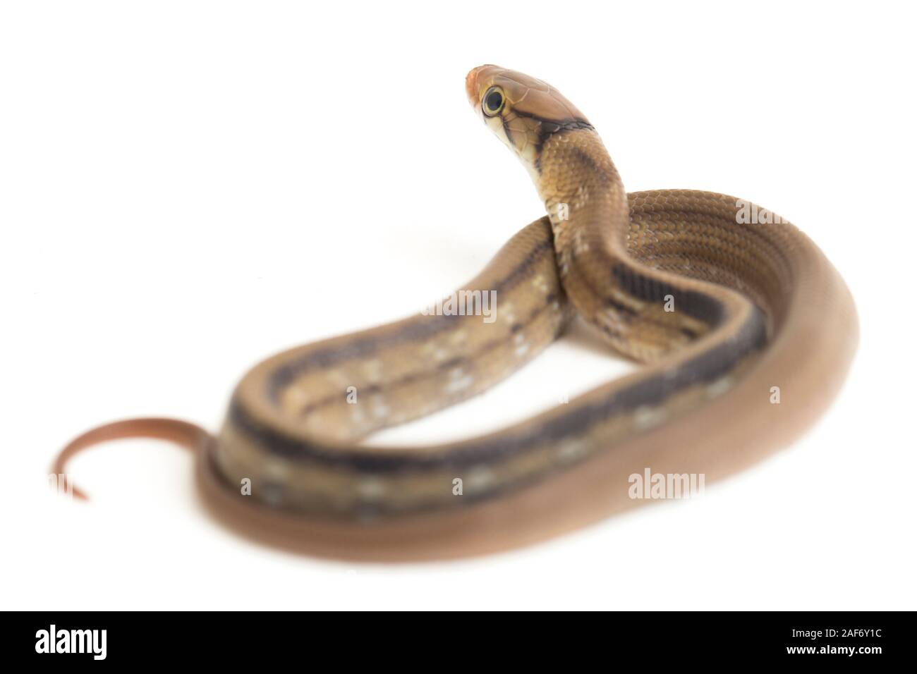 The radiated ratsnake, copperhead rat snake or copper-headed trinket ...