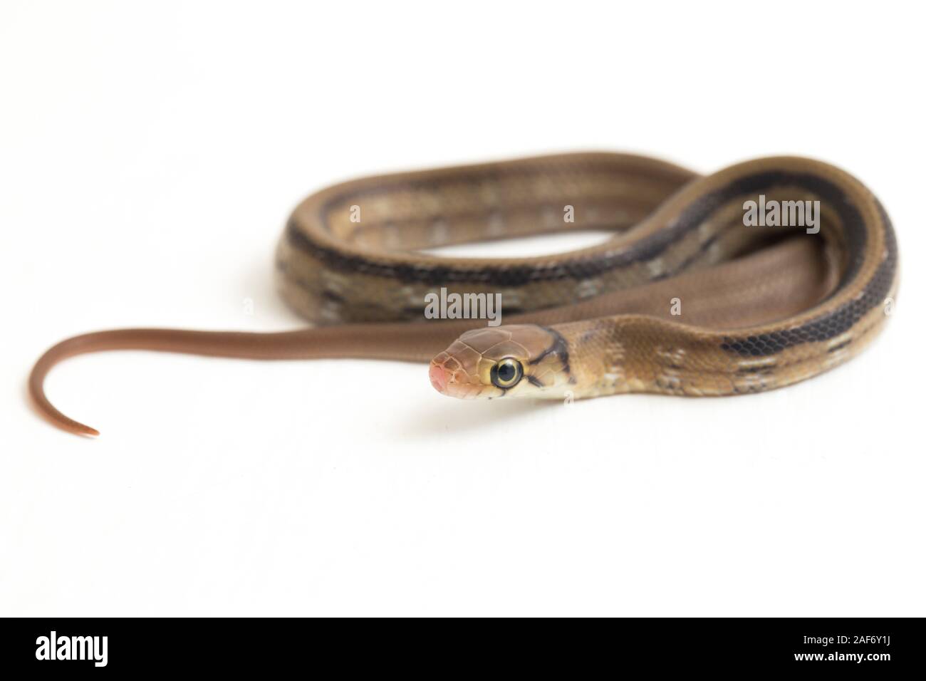 The radiated ratsnake, copperhead rat snake or copper-headed trinket ...