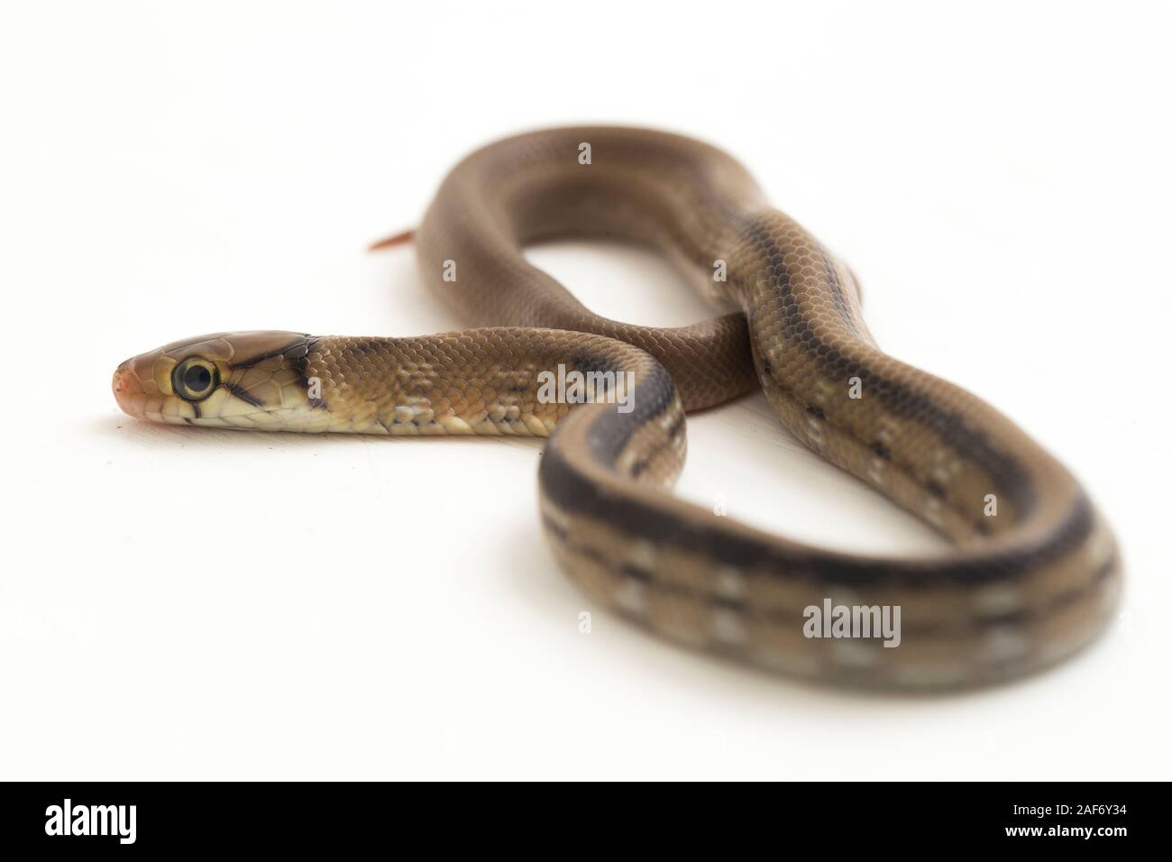 The radiated ratsnake, copperhead rat snake or copper-headed trinket ...