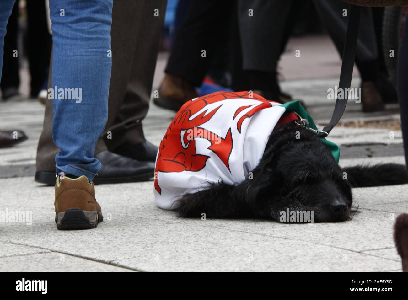 CARDIFF, UNITED KINGDOM. March 1st 2019. A dog dressed in a Welsh flag ...