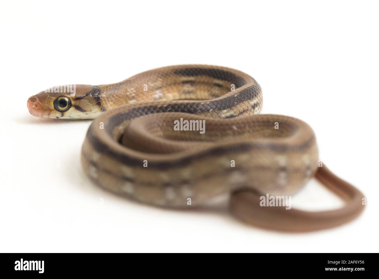 The radiated ratsnake, copperhead rat snake or copper-headed trinket ...