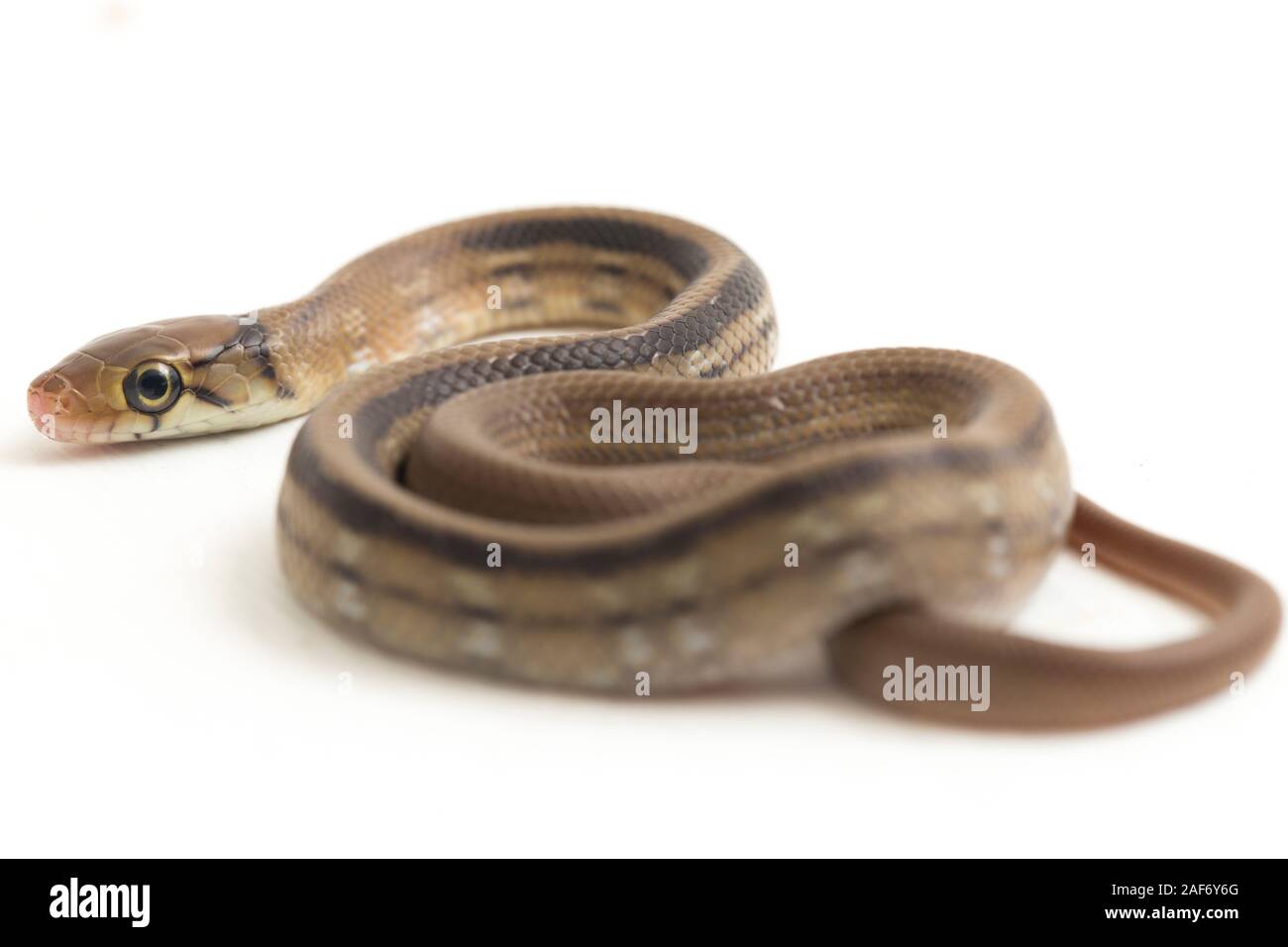 The radiated ratsnake, copperhead rat snake or copper-headed trinket ...