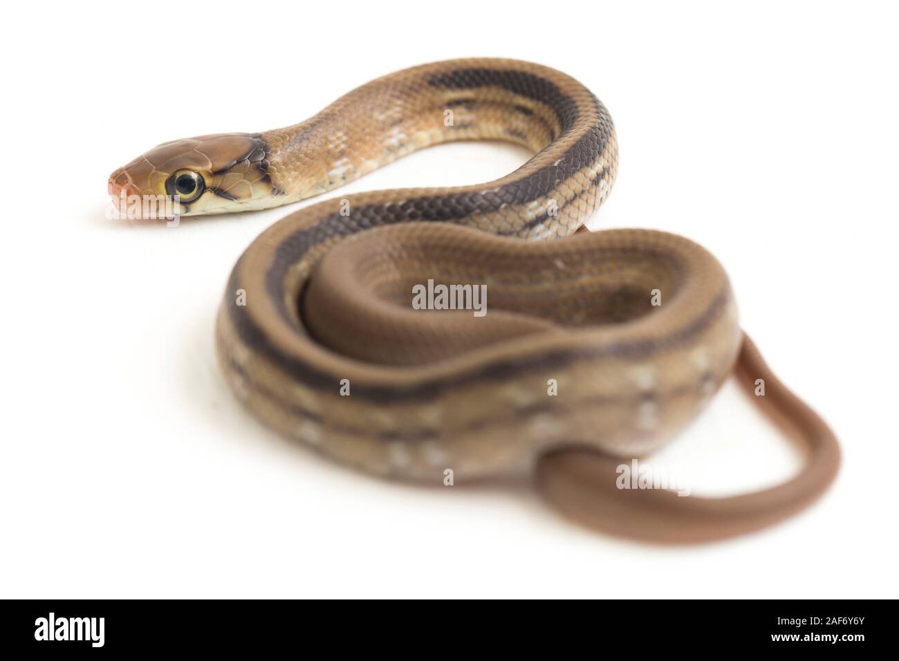The radiated ratsnake, copperhead rat snake or copper-headed trinket ...