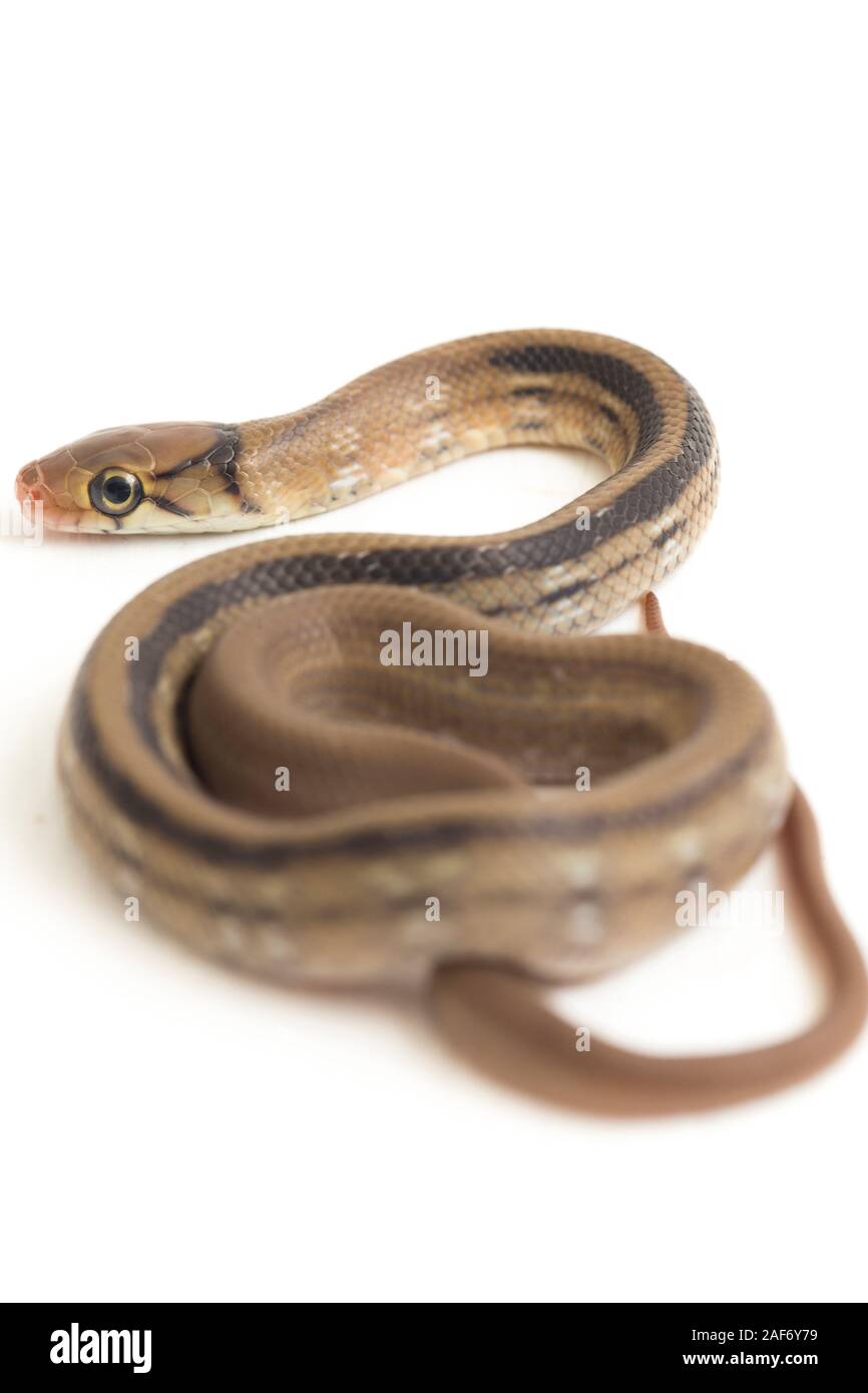 The radiated ratsnake, copperhead rat snake or copper-headed trinket ...