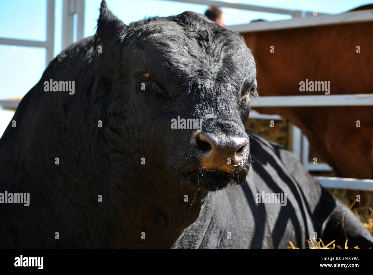 Portrait of the Black Aberdeen Angus Bull lying in the corral Stock ...