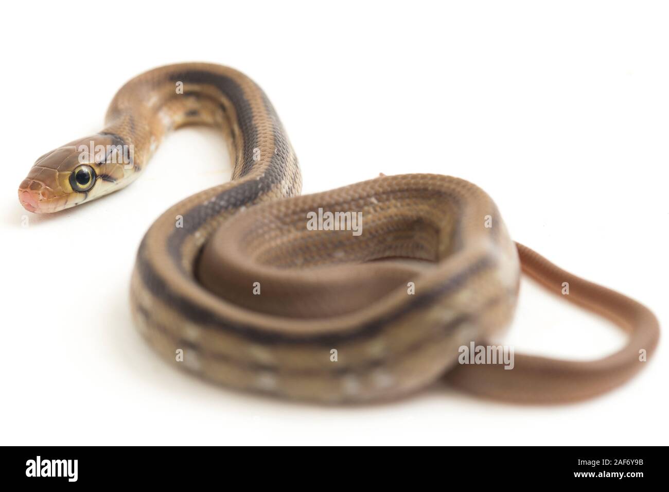 The radiated ratsnake, copperhead rat snake or copper-headed trinket ...