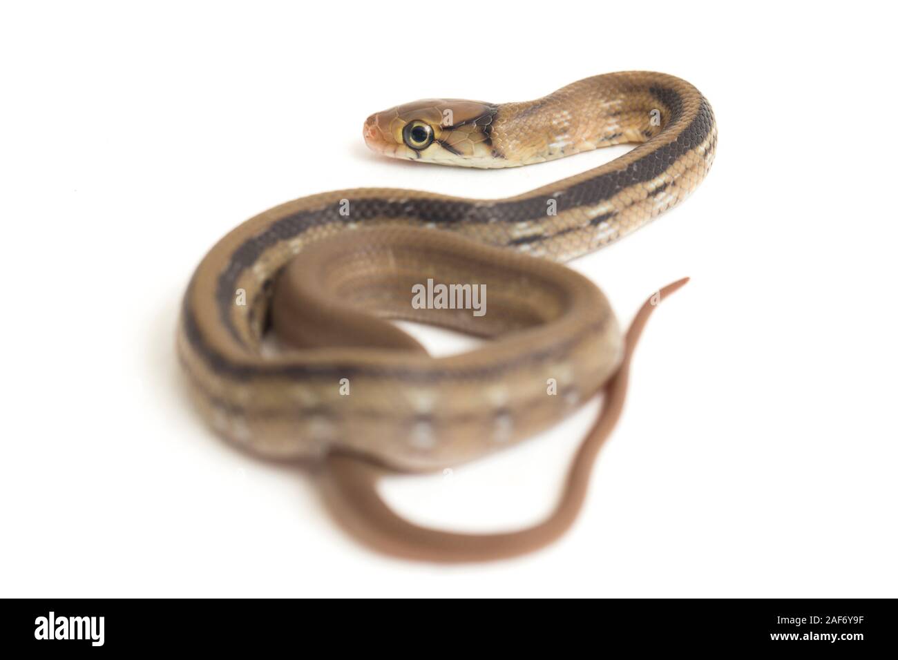 The radiated ratsnake, copperhead rat snake or copper-headed trinket ...